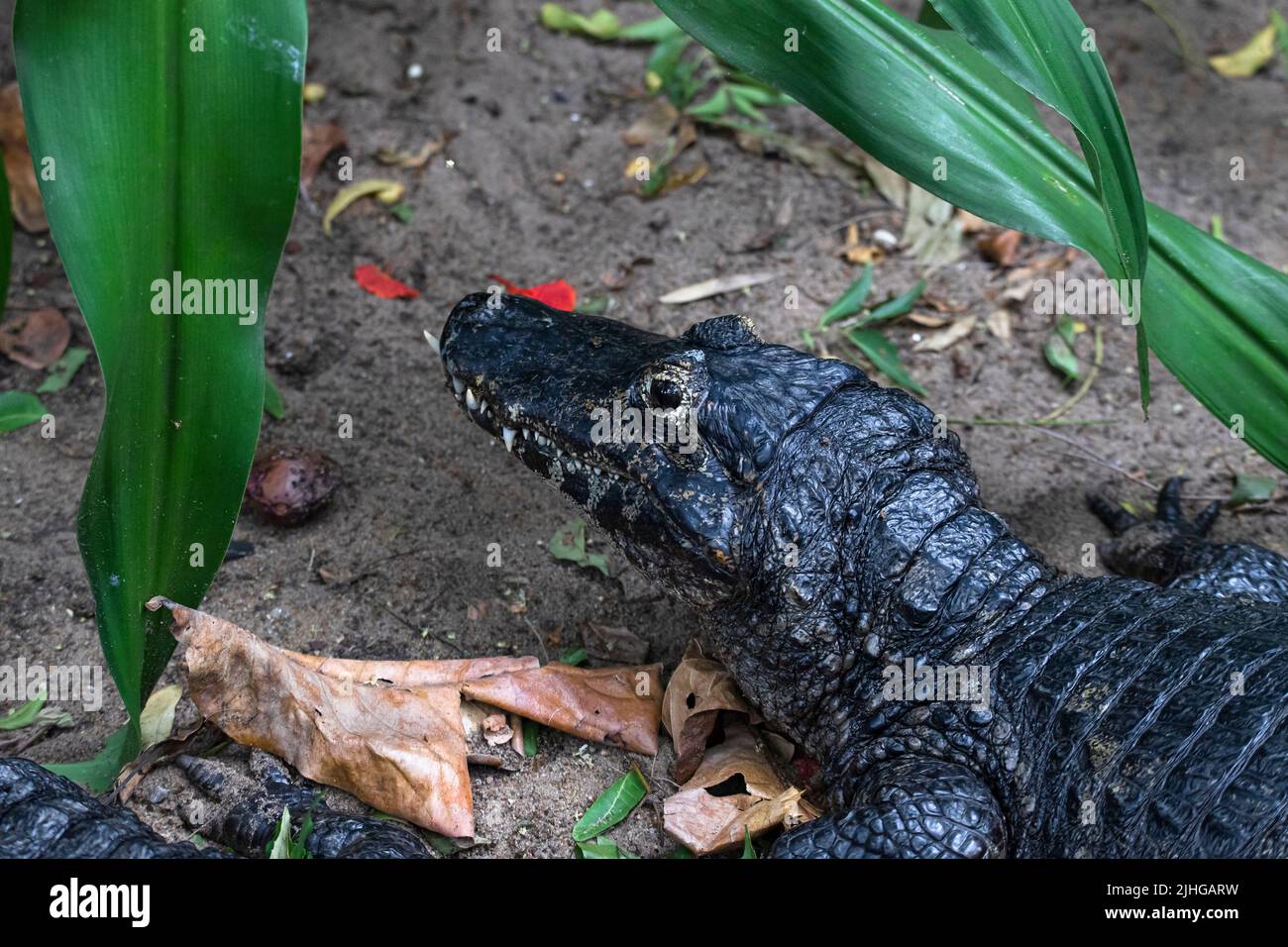 Small Crocodile - Closeup shot Stock Photo - Alamy