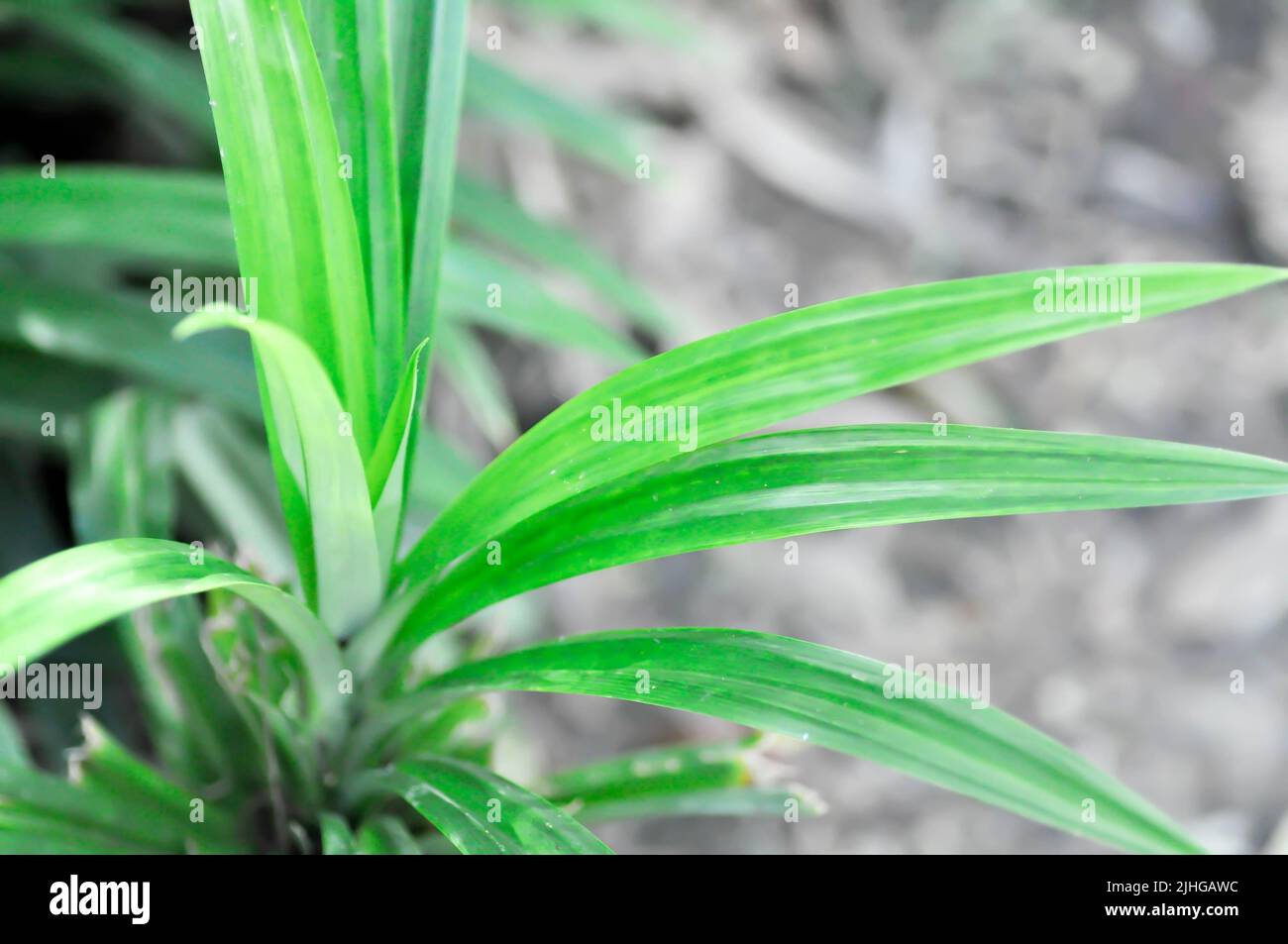 Pandanus amaryllifolius roxb hi-res stock photography and images - Alamy