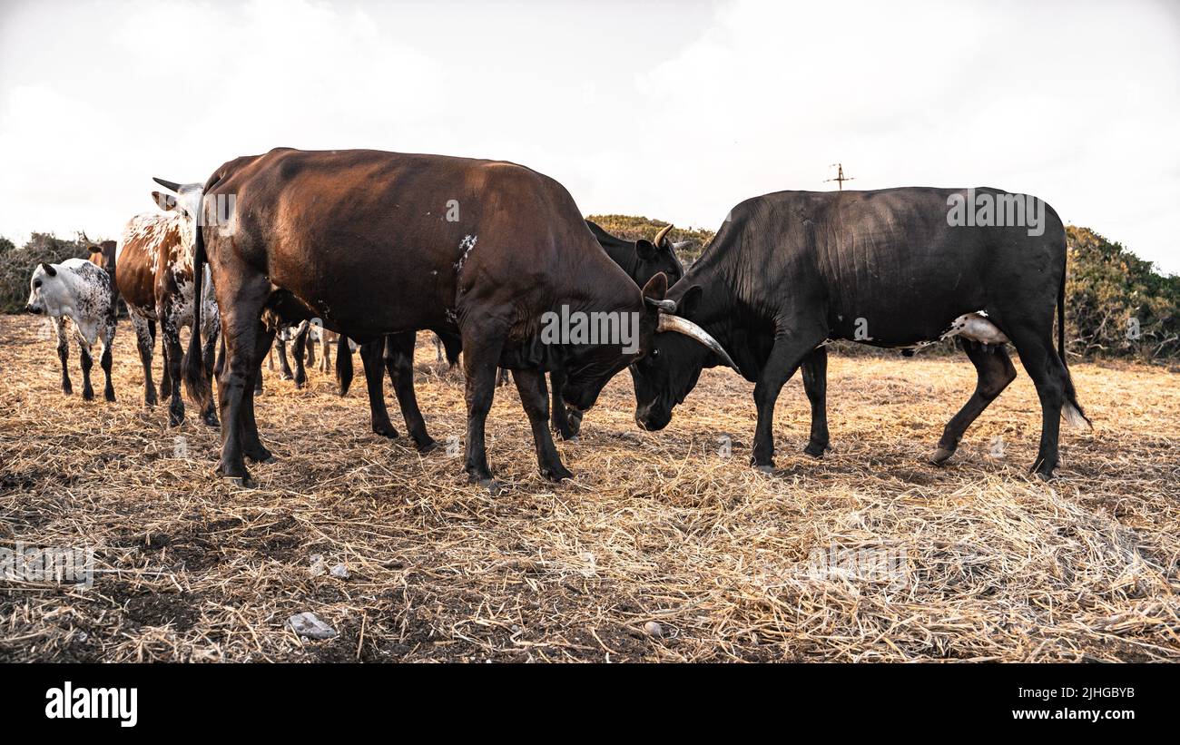 Two black bulls horns hi-res stock photography and images - Alamy