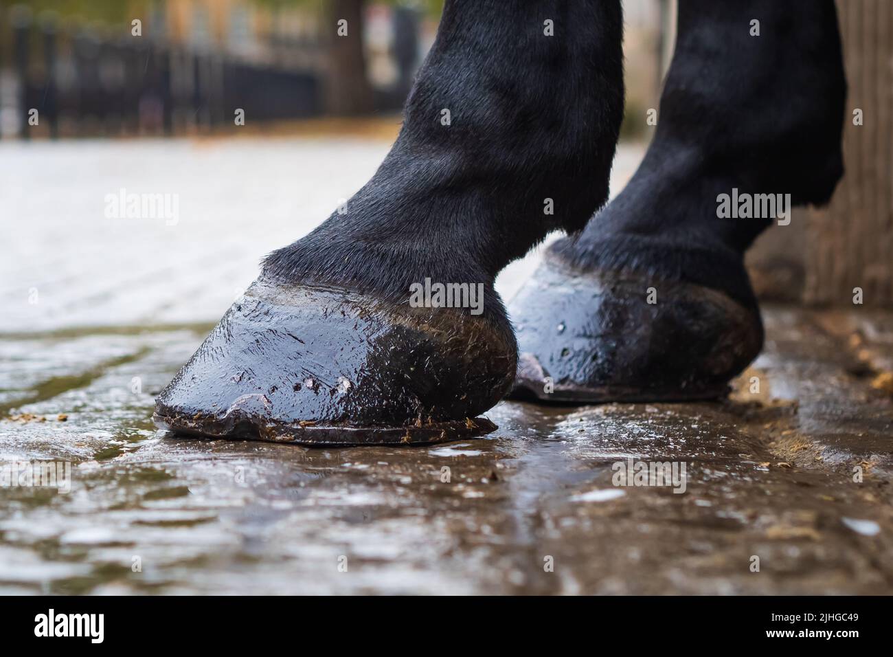 Horse Guard front hooves during lockdown,whitehall, london Stock Photo ...