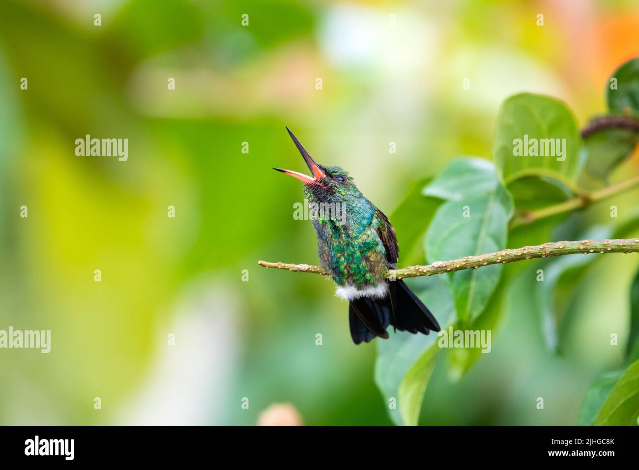 Young Copper-rumped hummingbird, Amazilia tobaci, with it's beak open ...