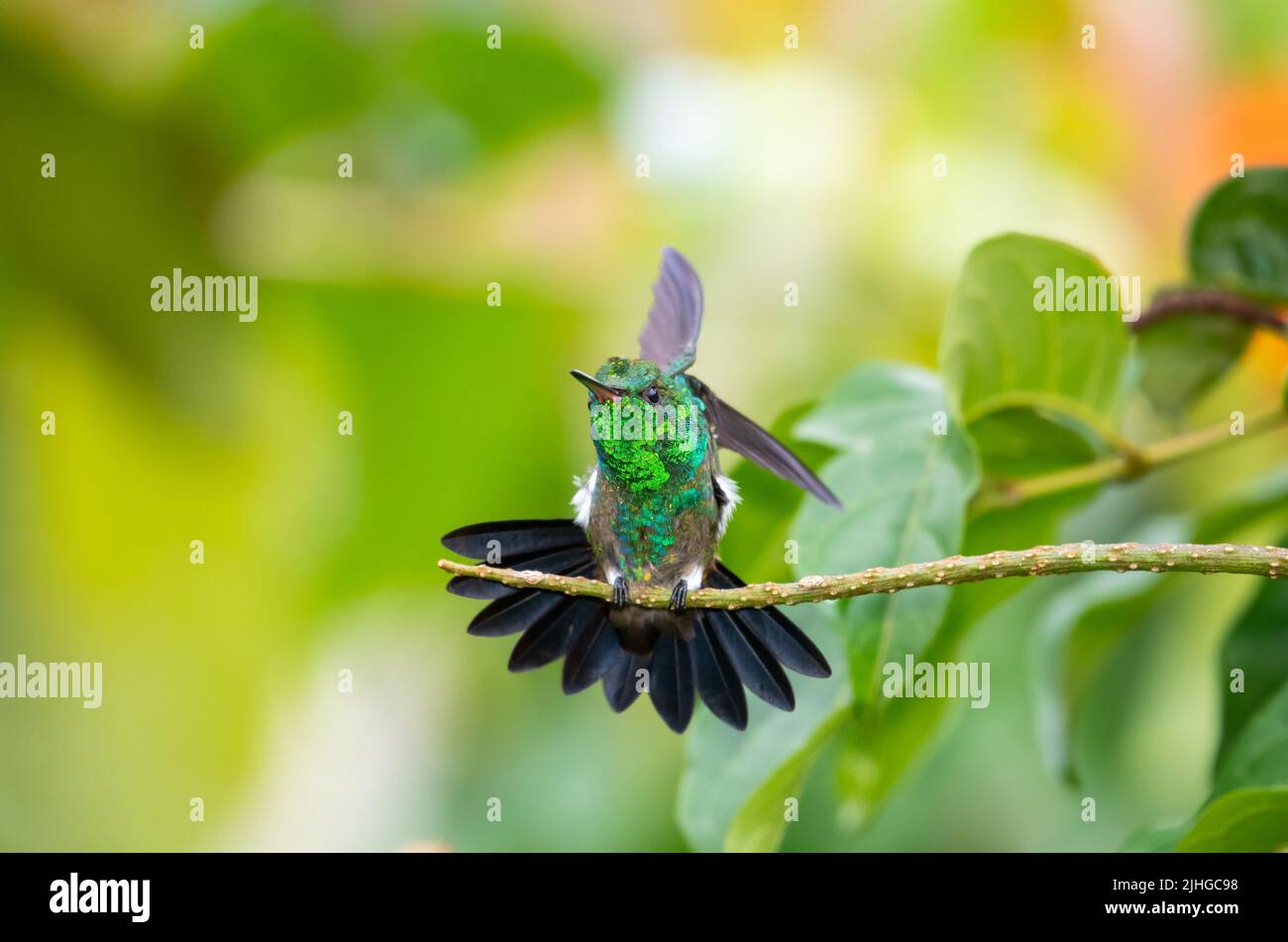 Young Copper-rumped hummingbird, Amazilia tobaci, stretching and ...