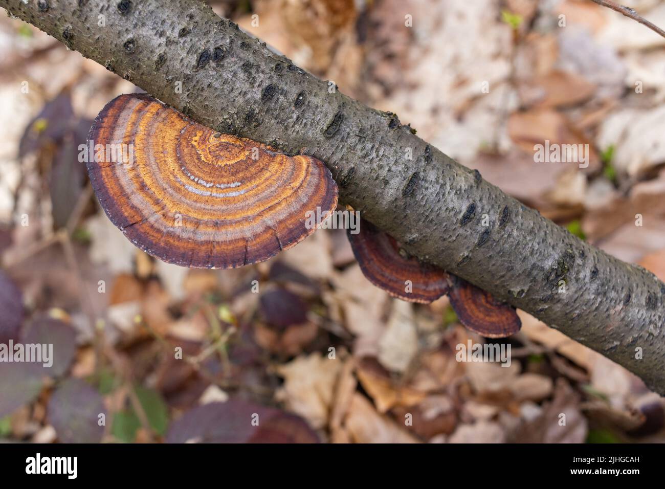 Daedaleopsis confragosa, the thin walled maze polypore or the blushing ...