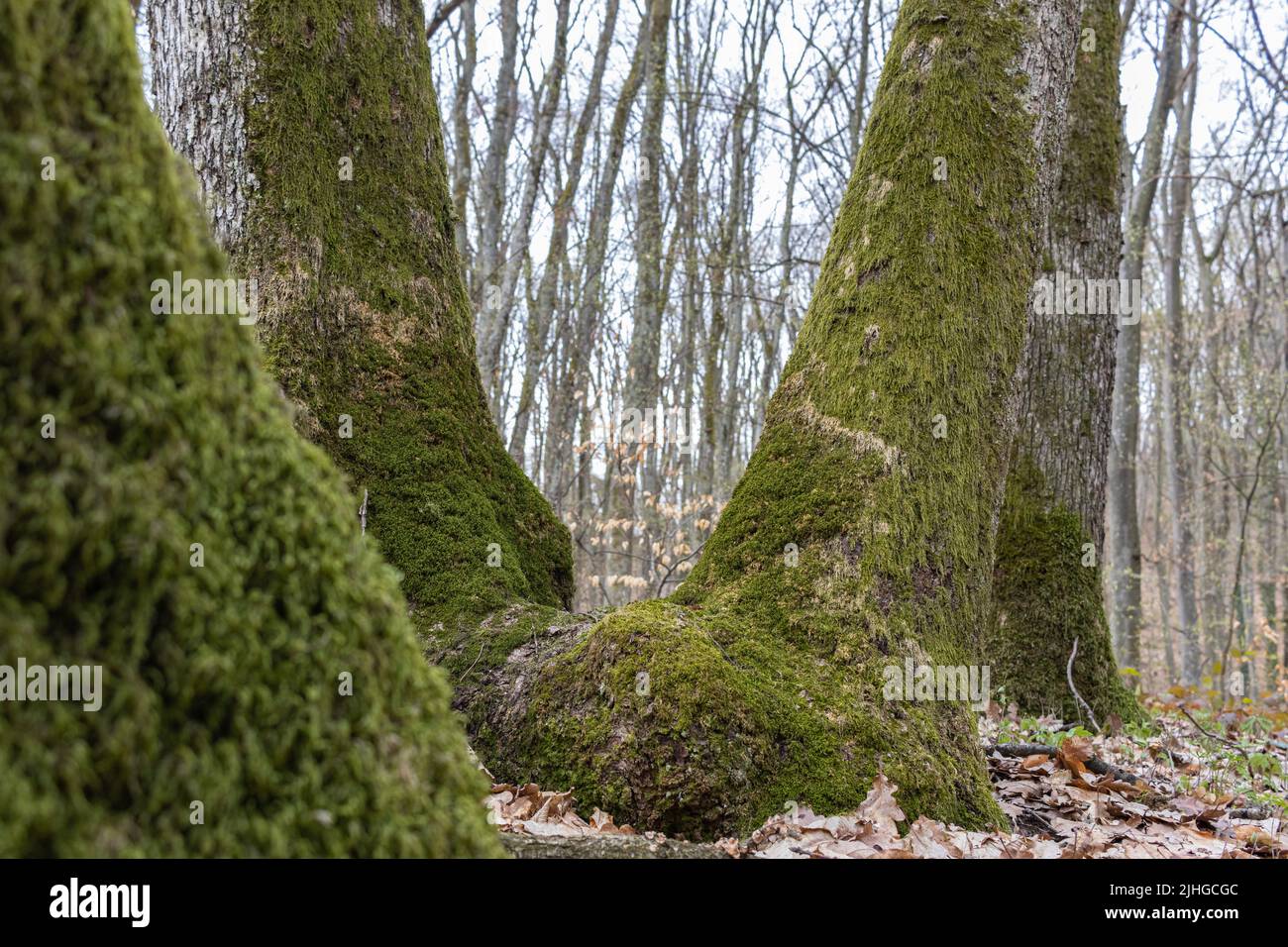 Mossy sprawling tree trunk deep in mountain forest Stock Photo - Alamy