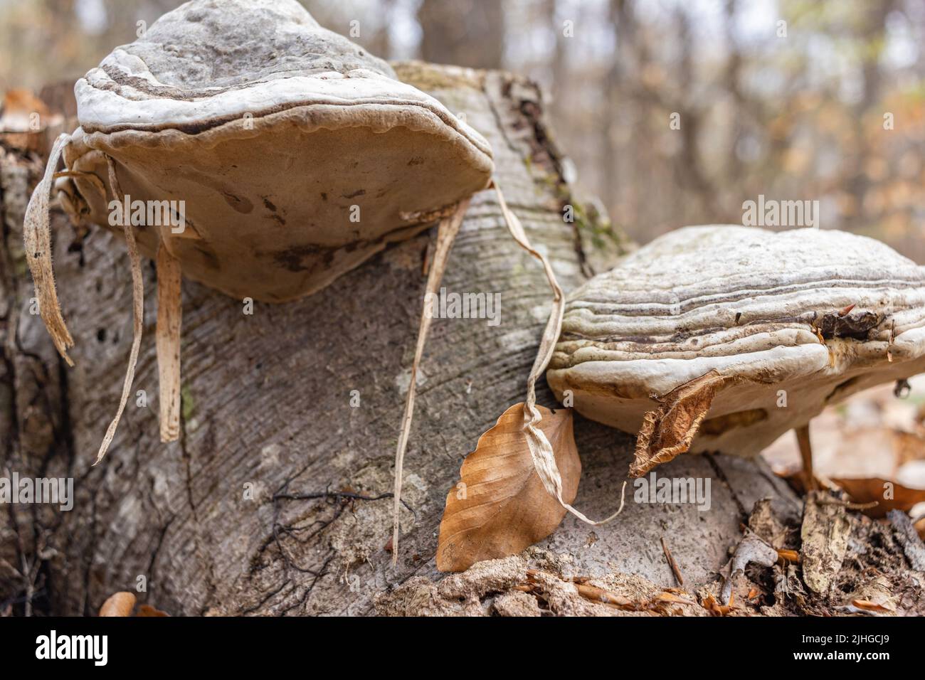 Large parasitic mushroom that grows on tree trunks. Tinder fungus, hoof fungus, tinder conk ...