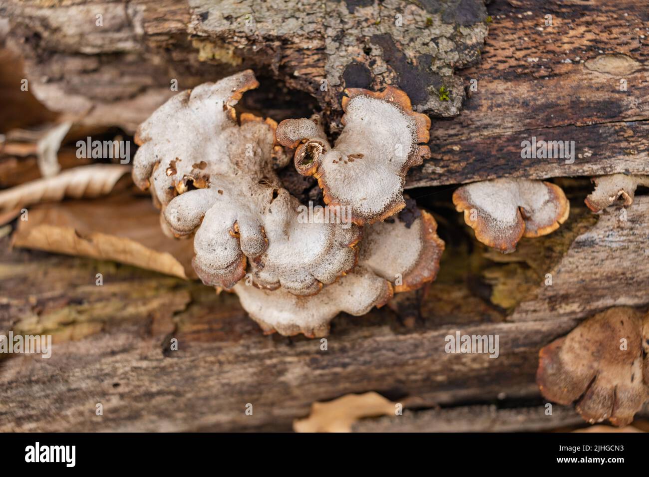 Large parasitic mushroom that grows on tree trunks. Tinder fungus, hoof fungus, tinder conk ...