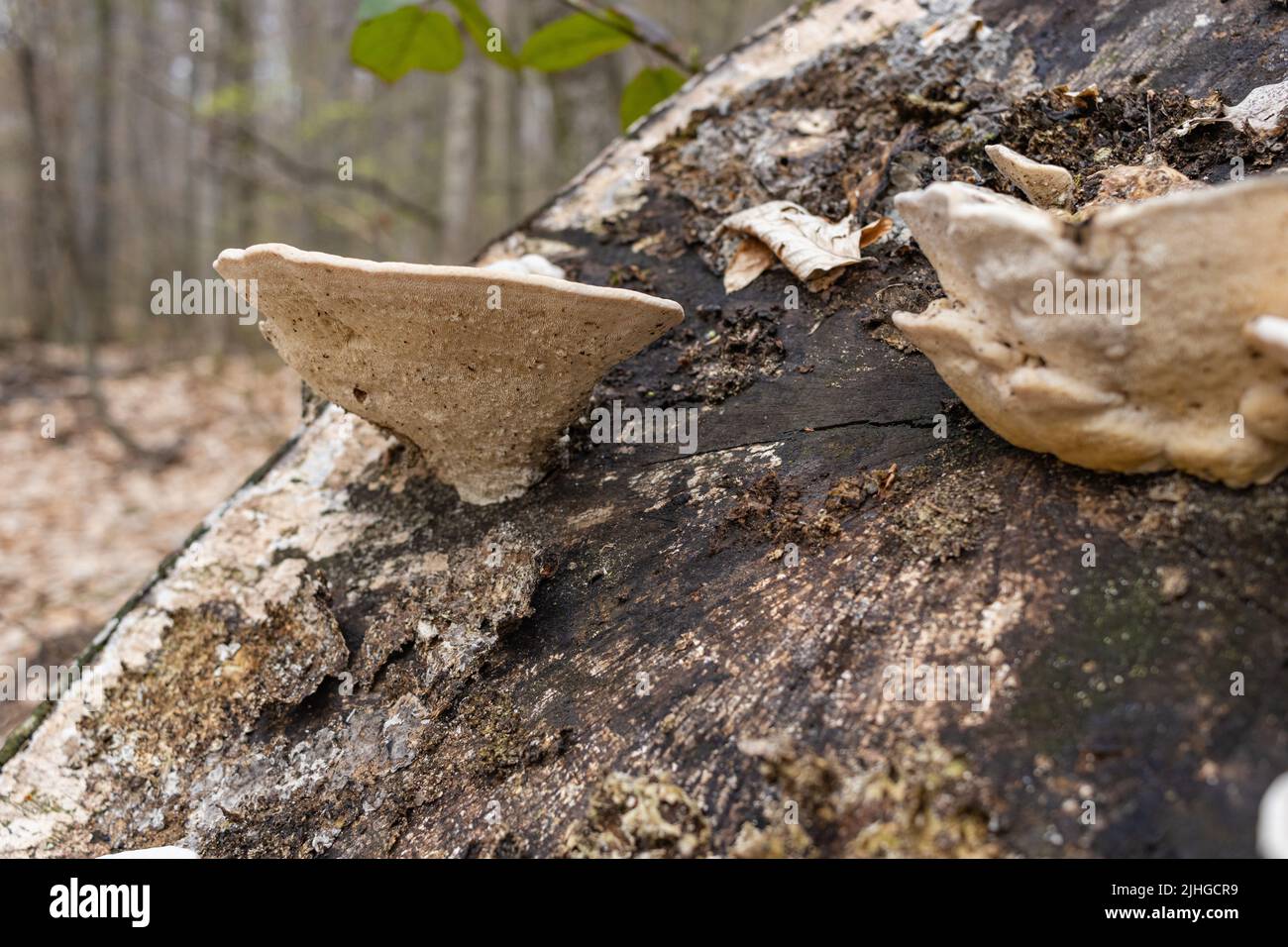 Fungus mushroom tree stump hi-res stock photography and images - Alamy