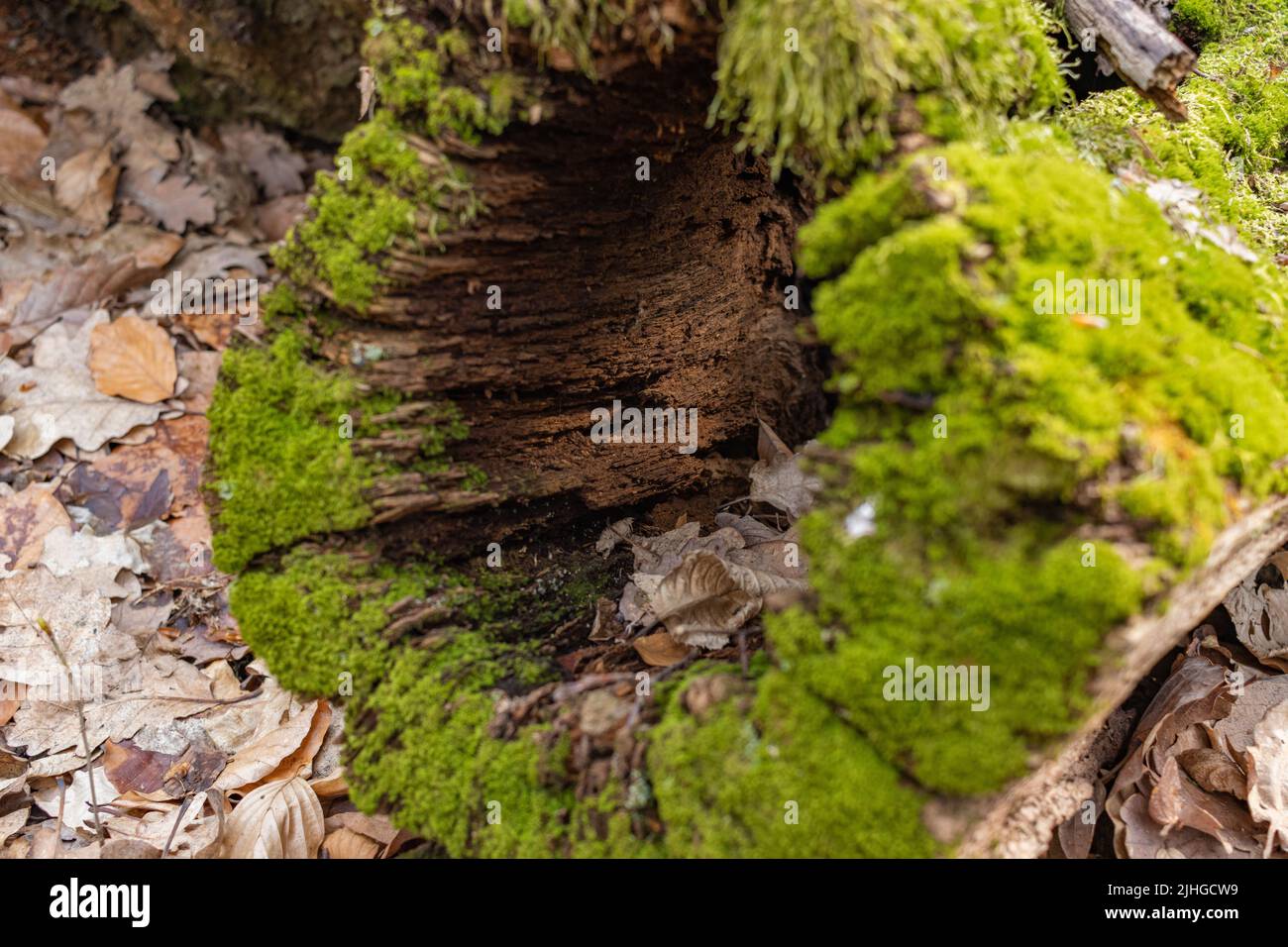 The stump is overgrown with moss. Close-up of a cutted mossy tree Stock ...