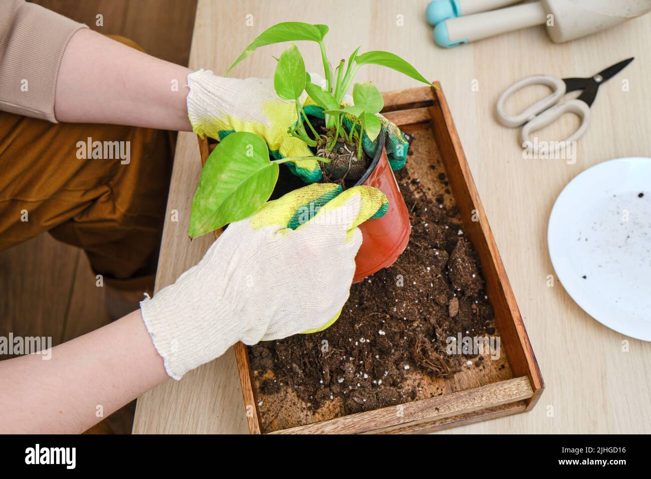 Woman working in home garden, scindapsus neon plant . Transplanting ...