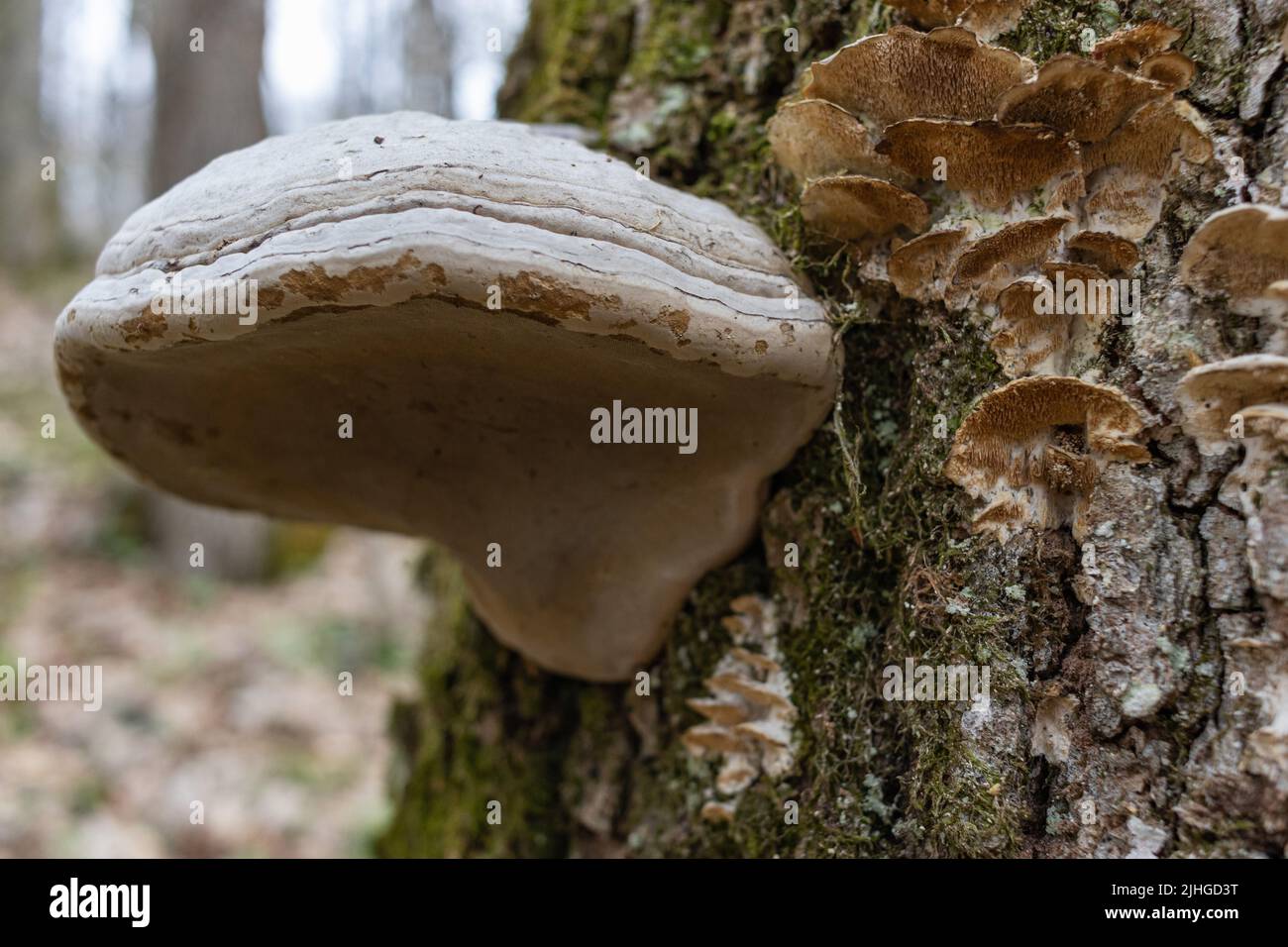 Parasitic mushroom hi-res stock photography and images - Alamy