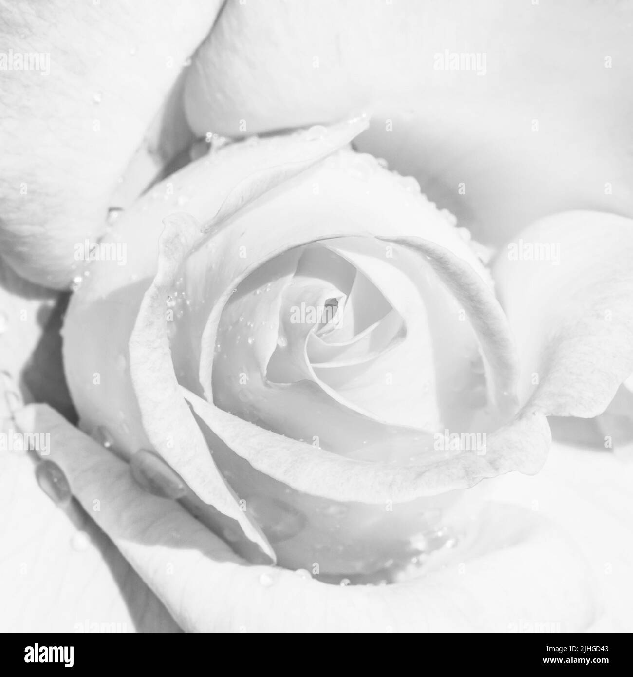 monochrome macro photography flower rose with white petals close-up top ... monochrome macro photography flower rose with white petals close-up top ...