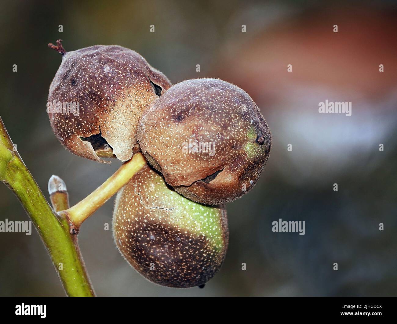Iodine tree hi-res stock photography and images - Alamy