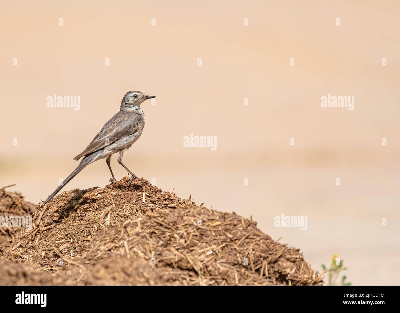 A white wagtail on a cow dung for food Stock Photo - Alamy