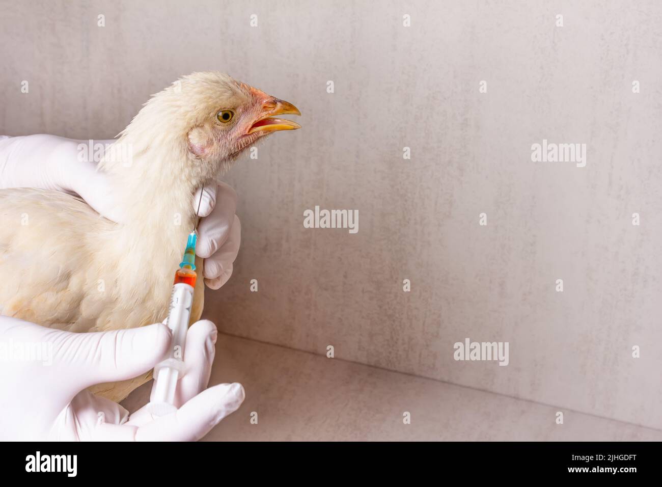 Hands of female veterinarian in white gloves with syringe and white ...