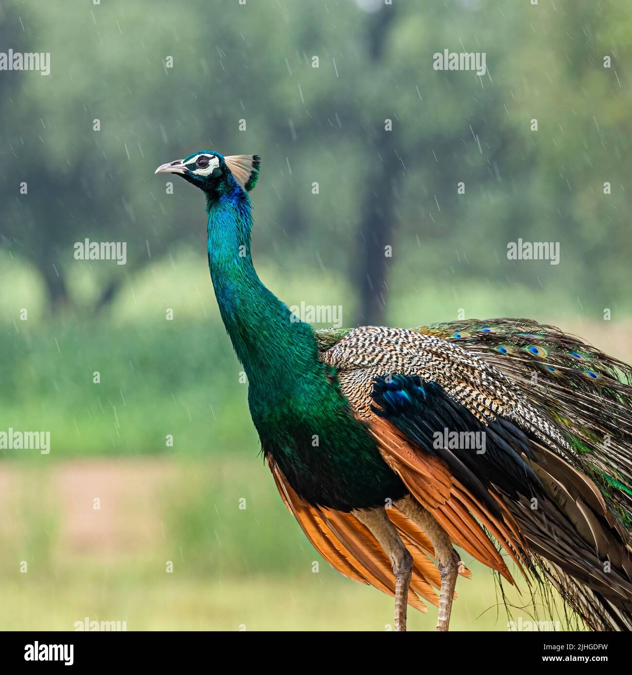 Peacock Pictures In Rain