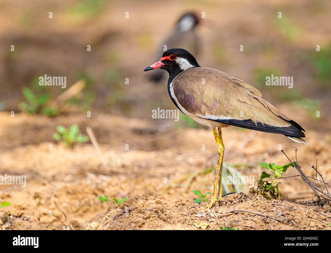 A Red wattled Lapwing in a field in search of food Stock Photo - Alamy
