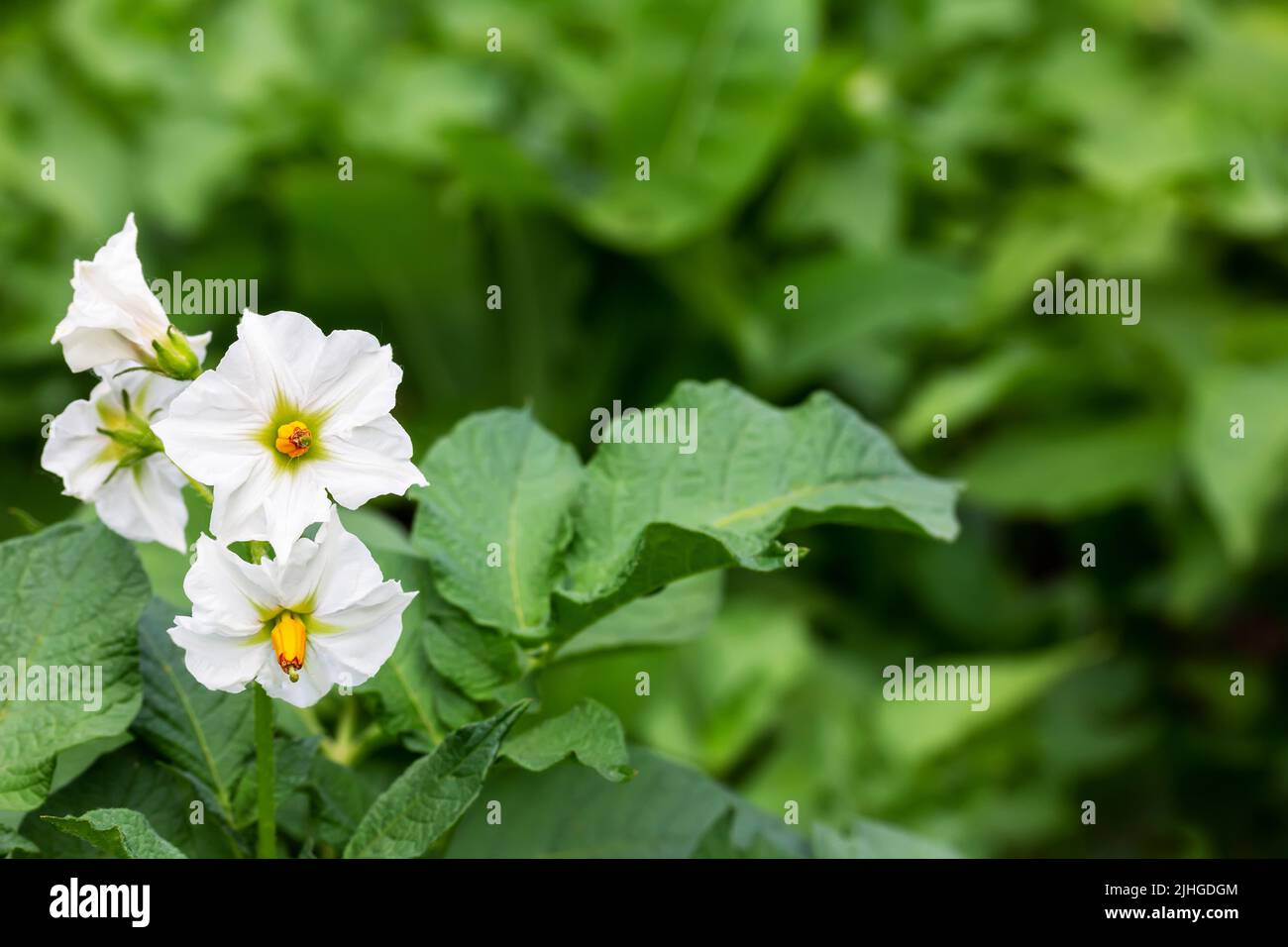 blooming potato bush in a potato field with a copy space Stock Photo ...