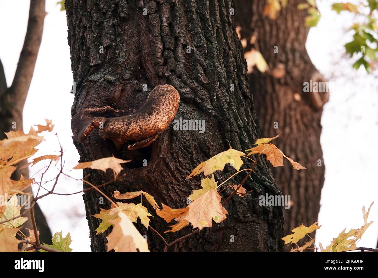 Mushroom growths on trees in the autumn forest Stock Photo - Alamy