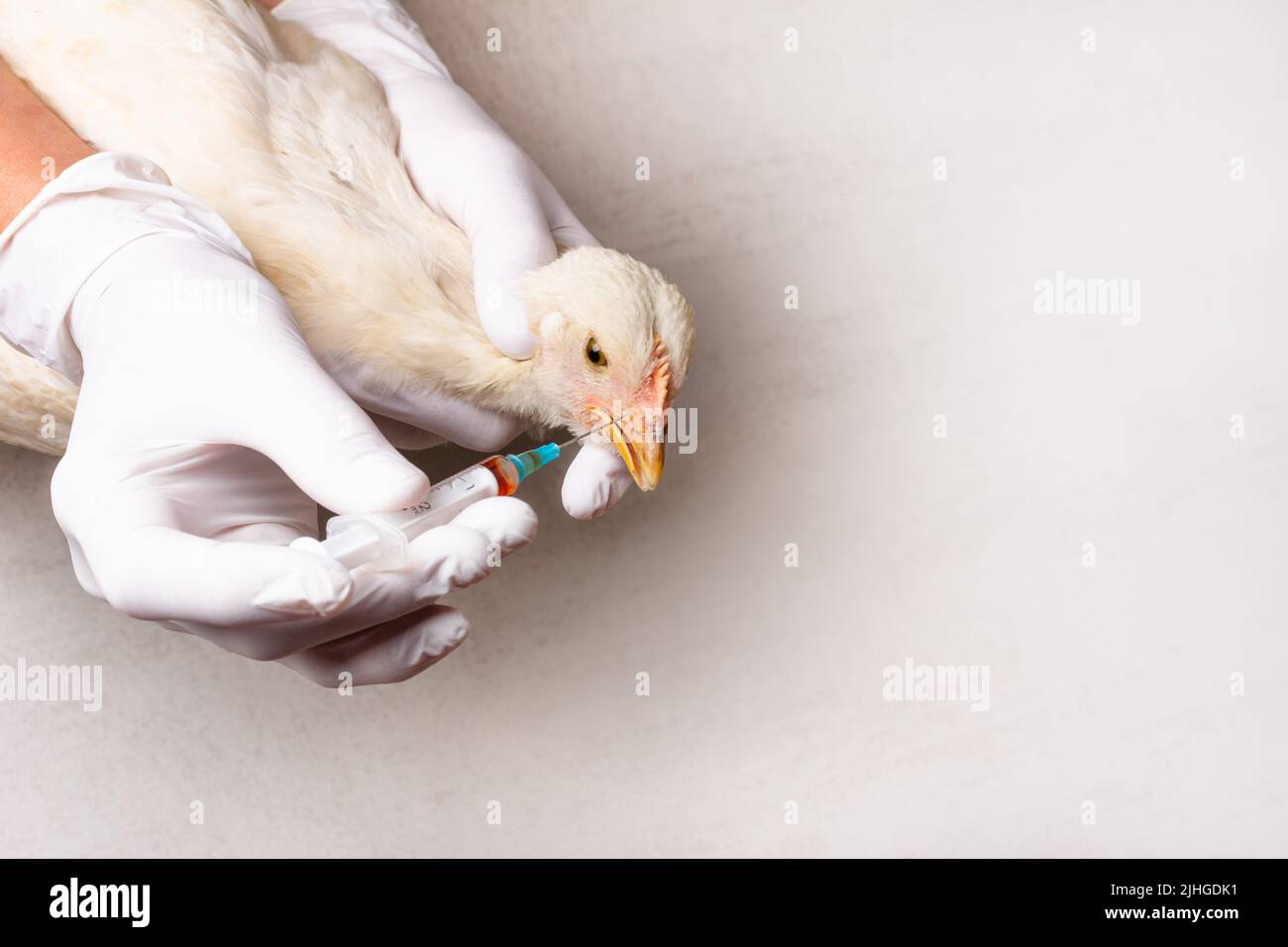 Hands of female veterinarian in white gloves with a syringe and white ...