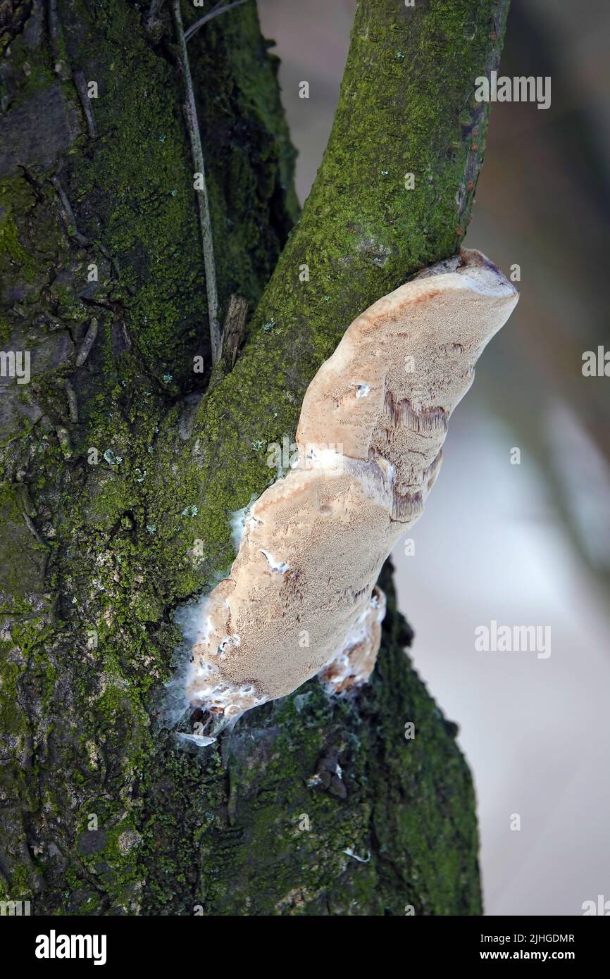 Mushrooms parasites growths on trees in the forest Stock Photo - Alamy