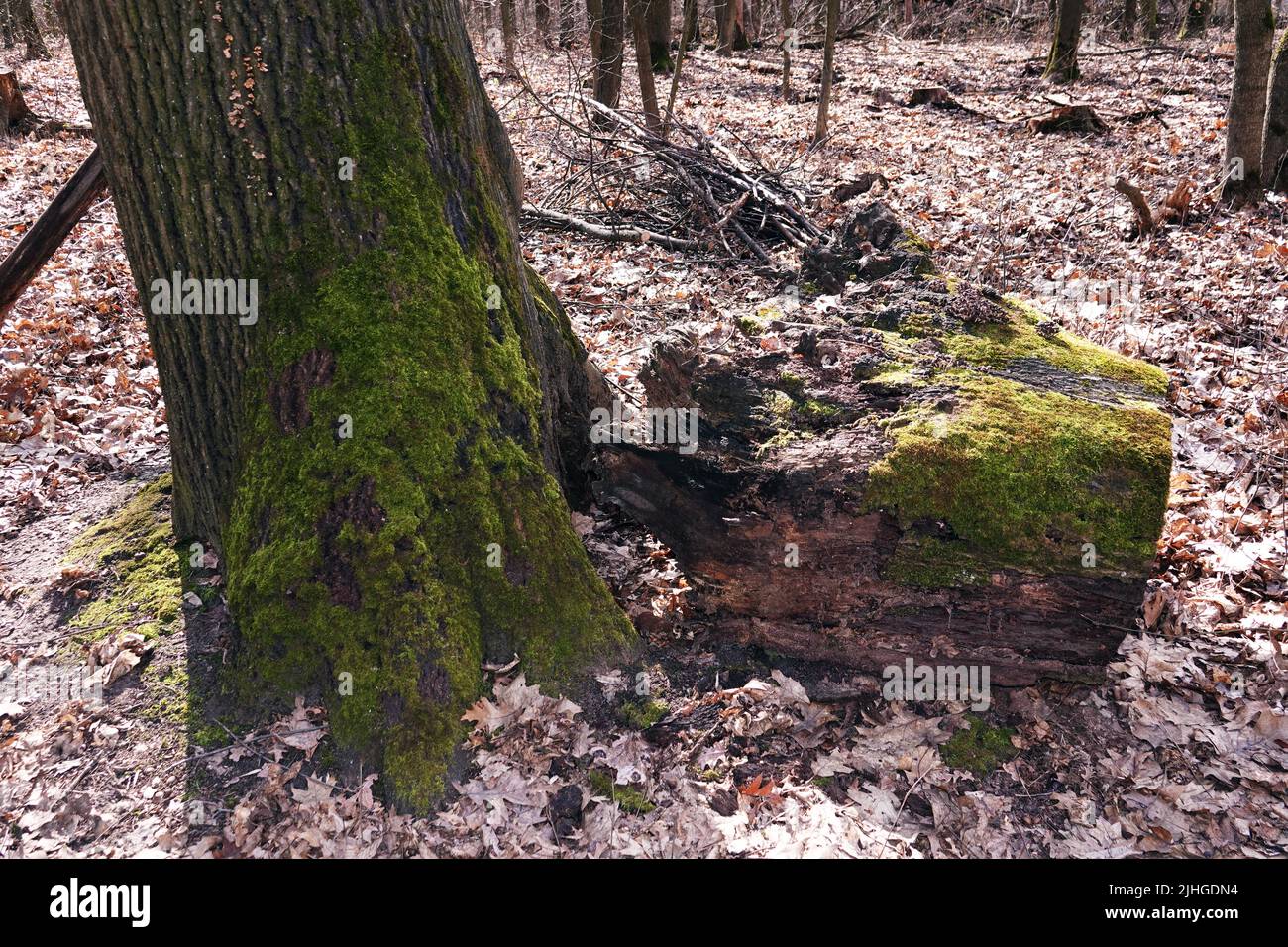 North side of the tree hi-res stock photography and images - Alamy
