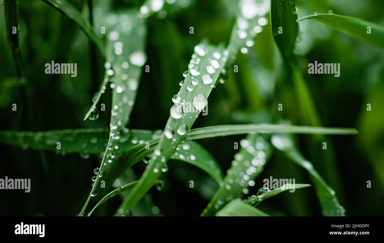 Rain drops on green grass. Fresh morning dew on spring grass. natural ...