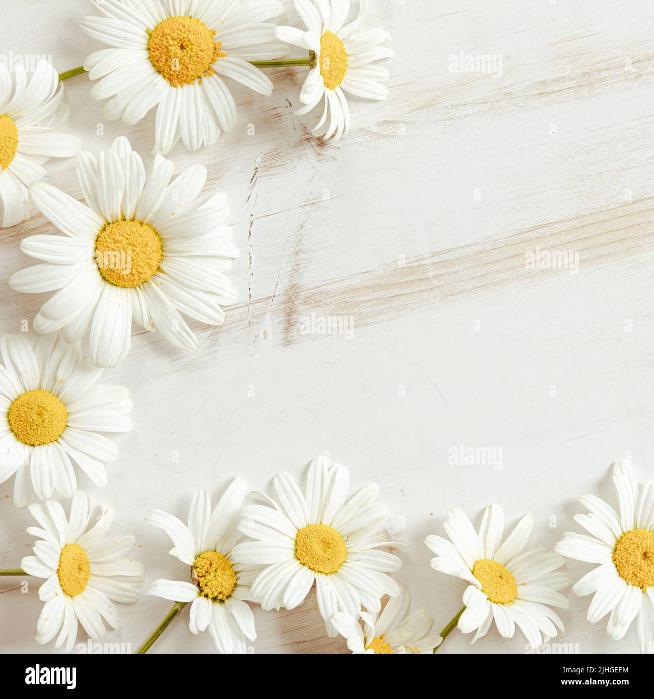 Daisy Border