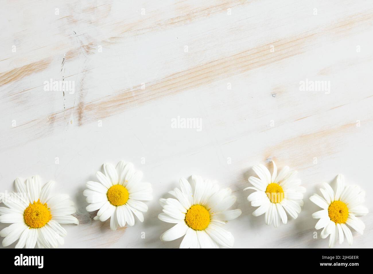 White daisy border hi-res stock photography and images - Alamy