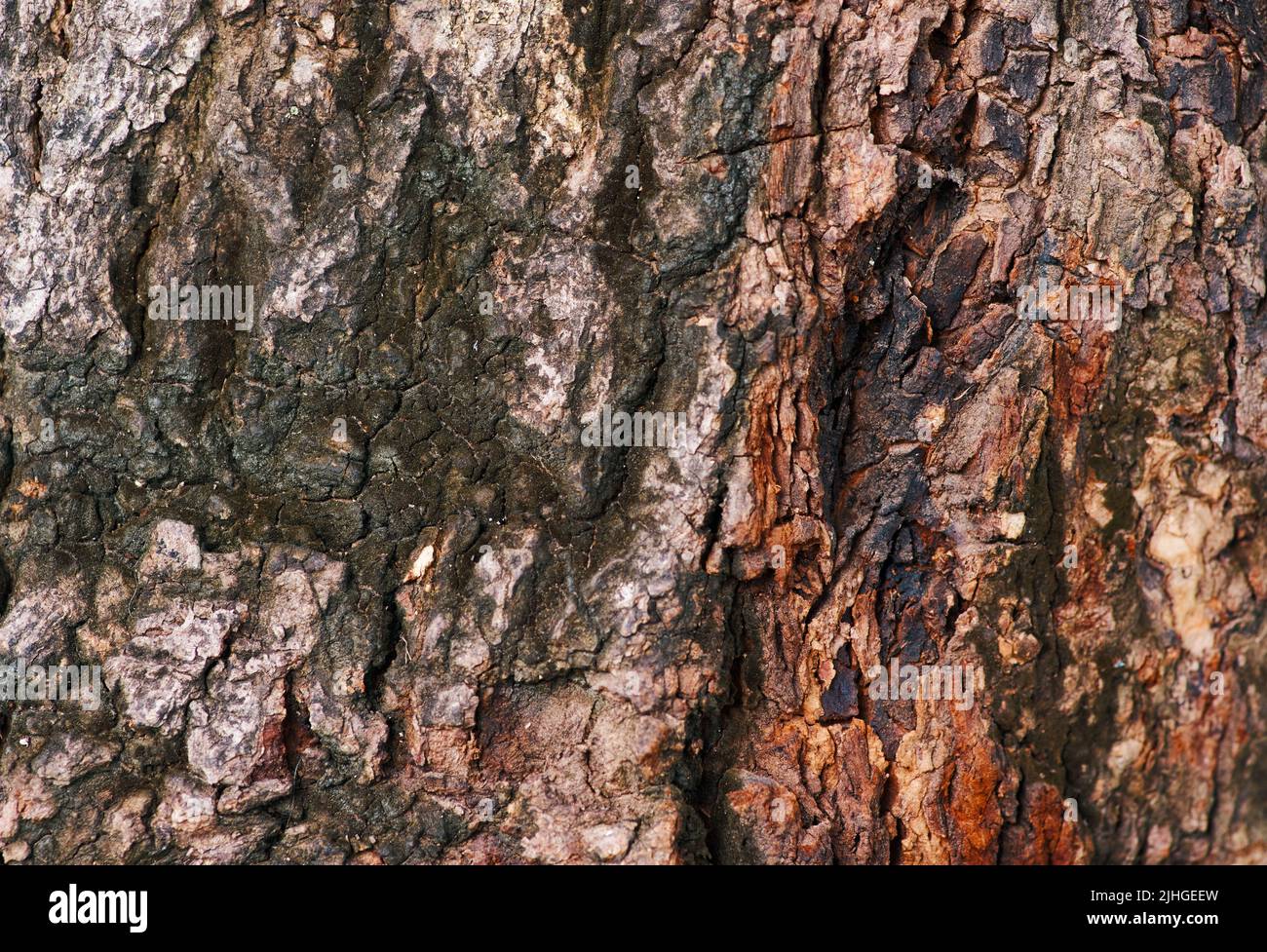 The rough texture of the tree bark Stock Photo - Alamy