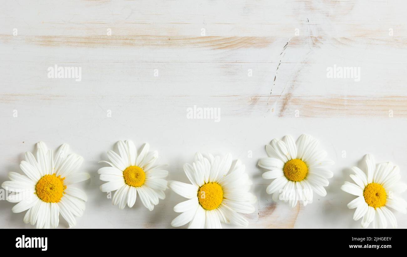 Border of fresh white daisy flowers on a white wood background with ...