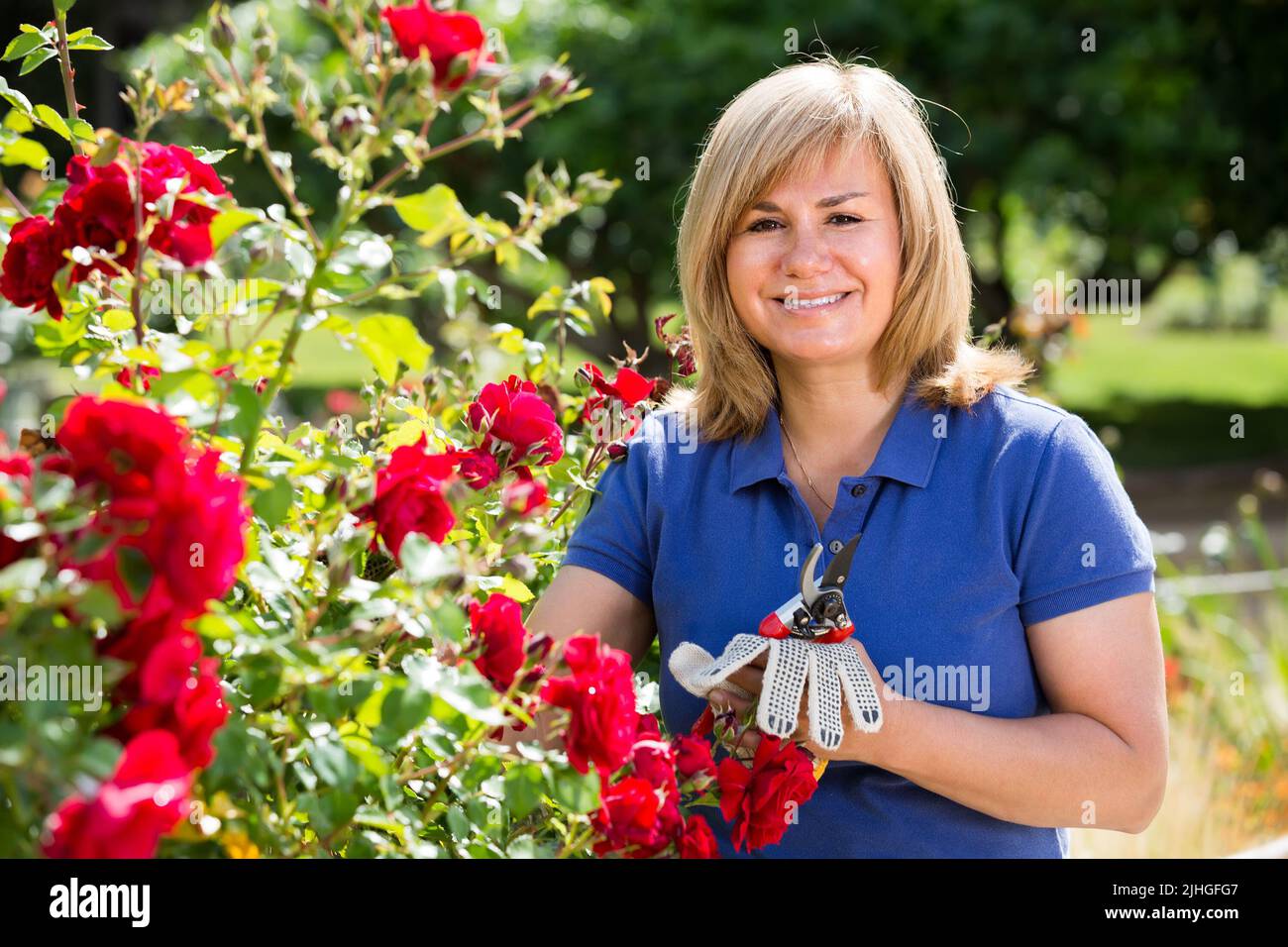 mature woman taking care of red roses Stock Photo - Alamy
