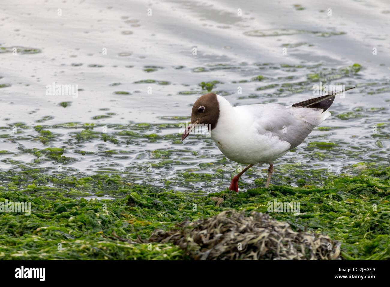 Black headed gull (larus ridibundus) grey back upper wings white ...