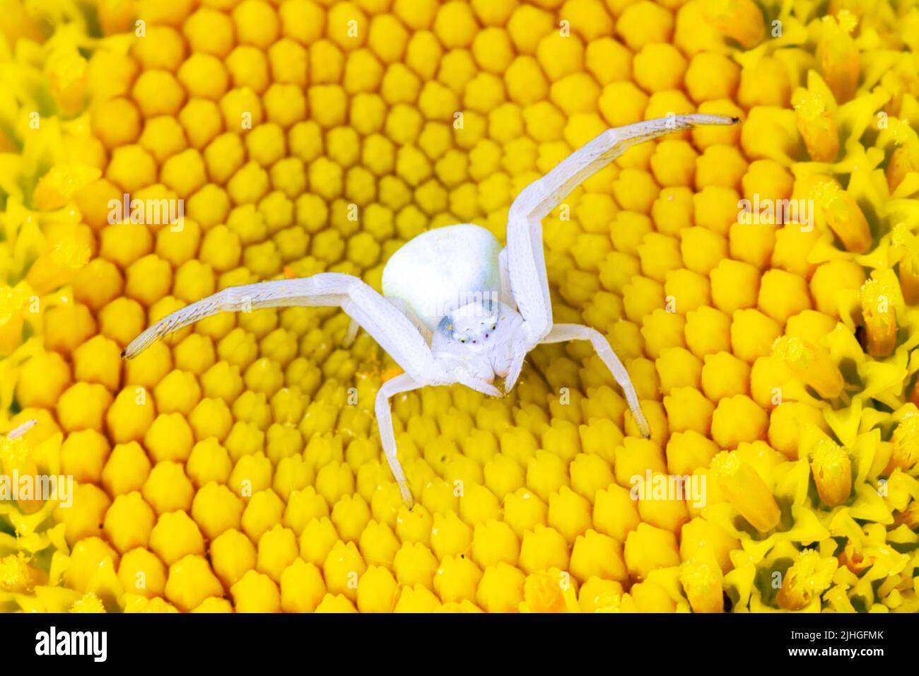 white flower spider sidewalker on a daisy flower Stock Photo - Alamy