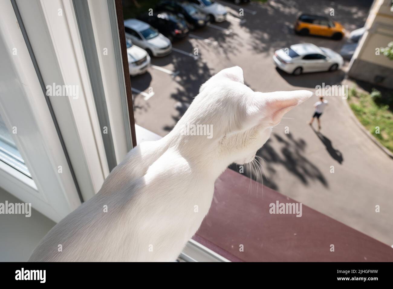 Oriental shorthair white cat looking out the window Stock Photo - Alamy