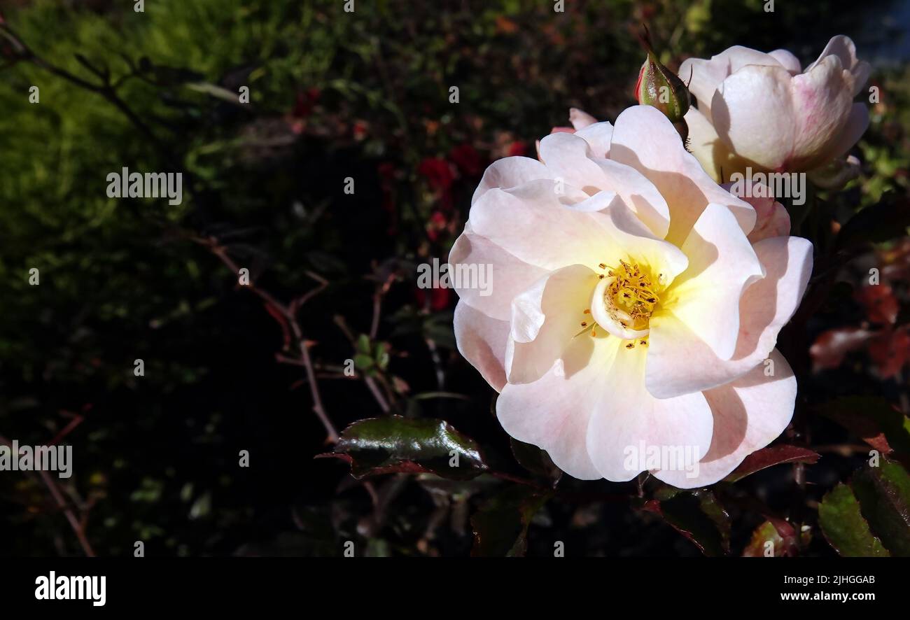 The flower of the Rosa Domasskaya close-up is a perennial bush plant ...