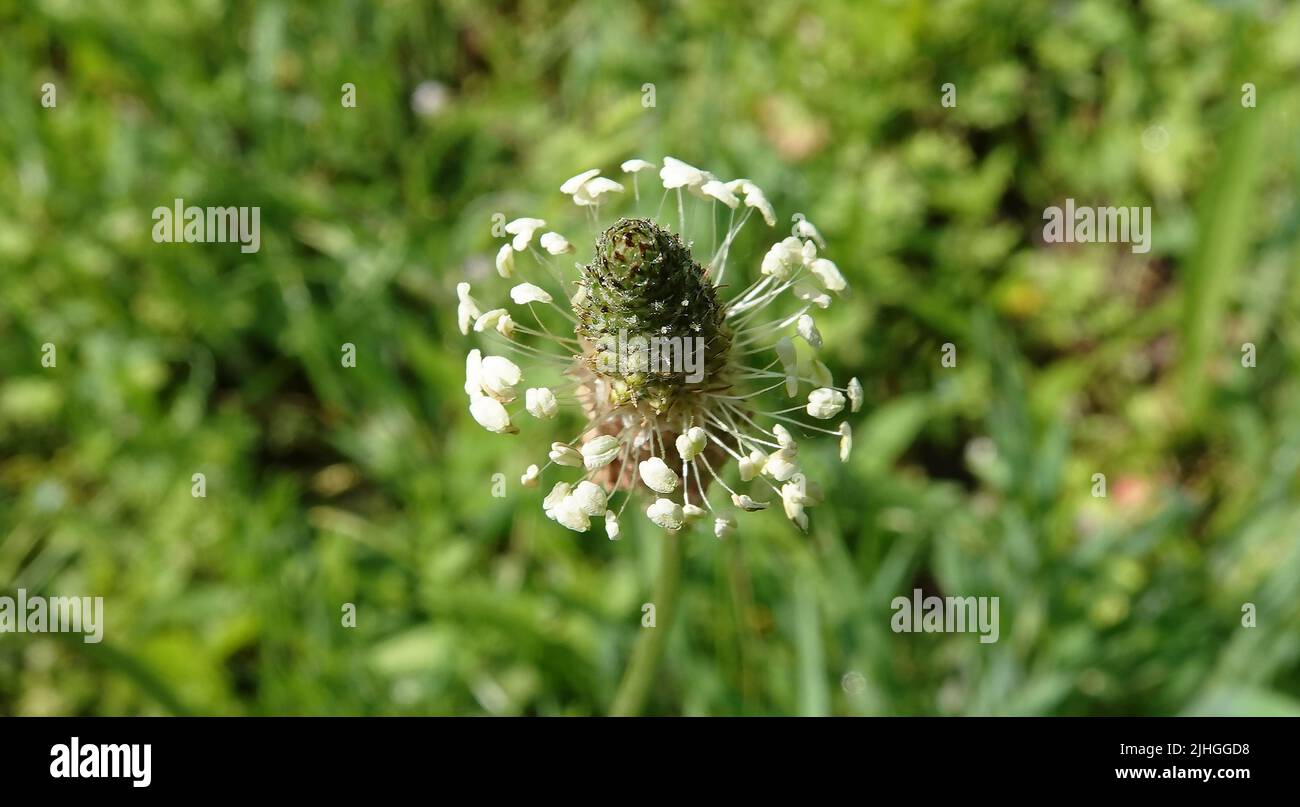 The flower Plantain lanceolate or Plantain lanceolate is a herbaceous ...