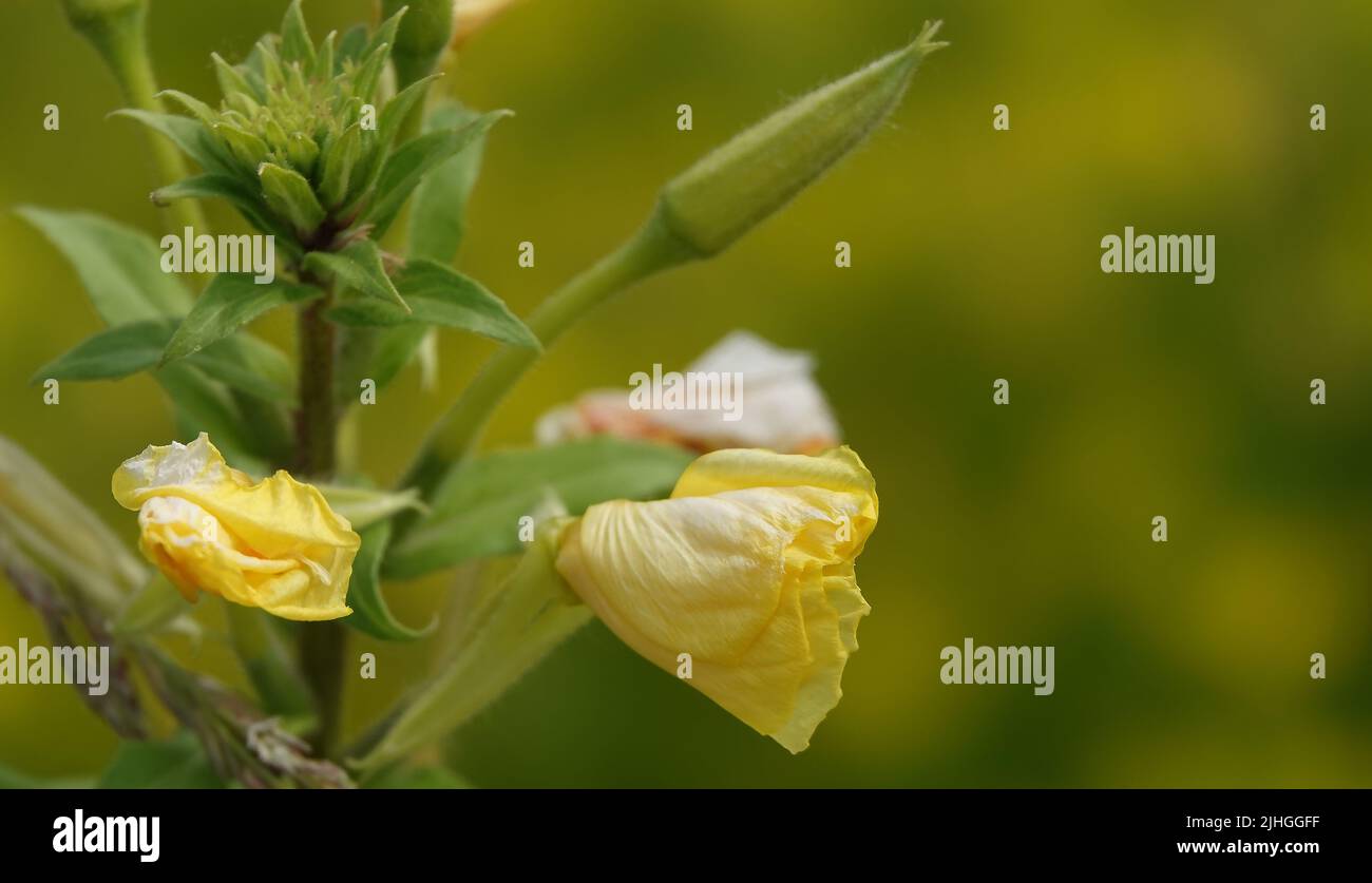 Flower Oslinnik biennial or Oenothera biennial, or Flight is a ...
