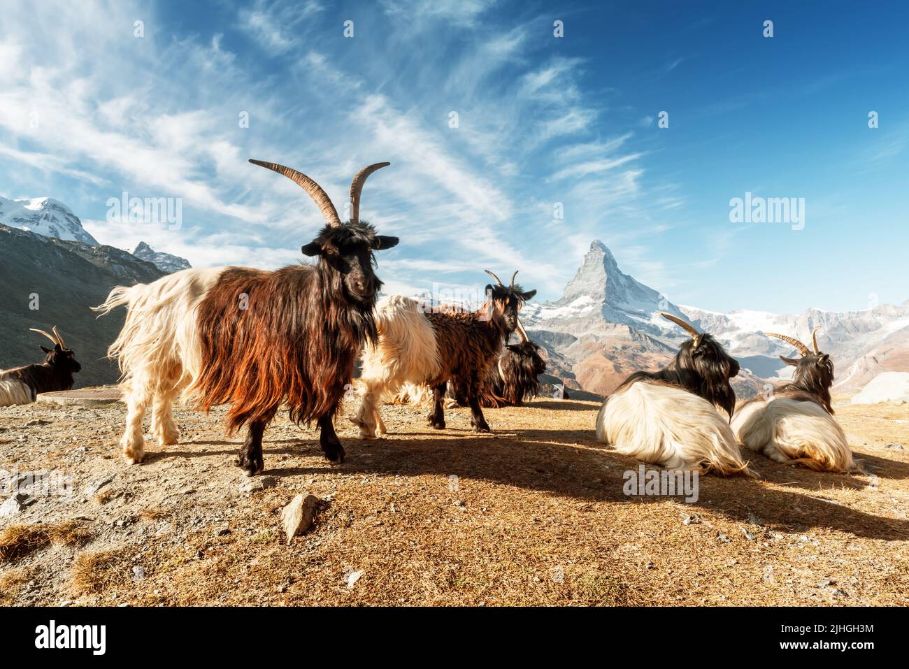 Zermatt goat hi-res stock photography and images - Alamy