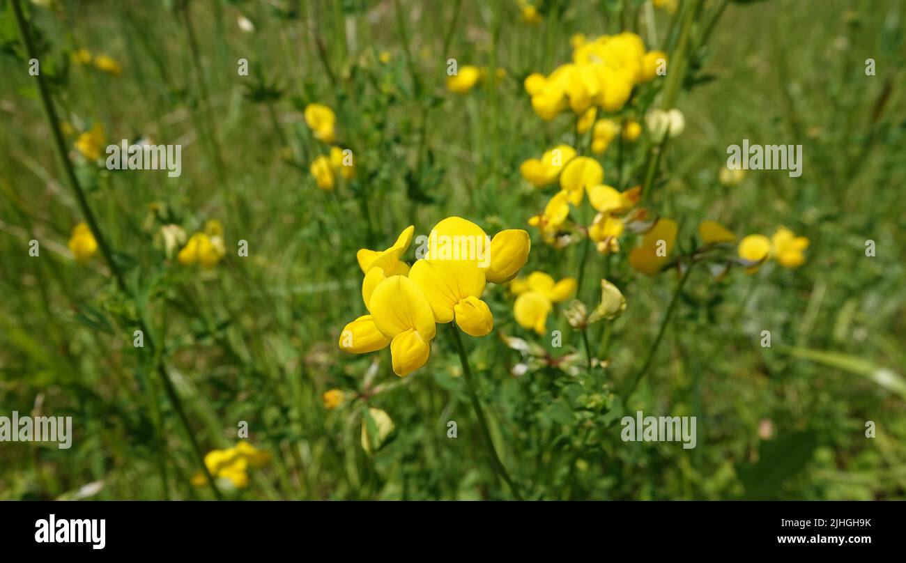 Horned Lollipop flower is a herbaceous plant of the legume family Stock ...