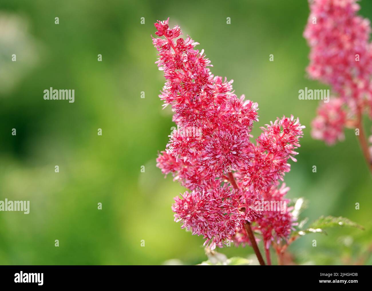 Astilbe chinensis or Astilbe chinensis is a species of perennial ...