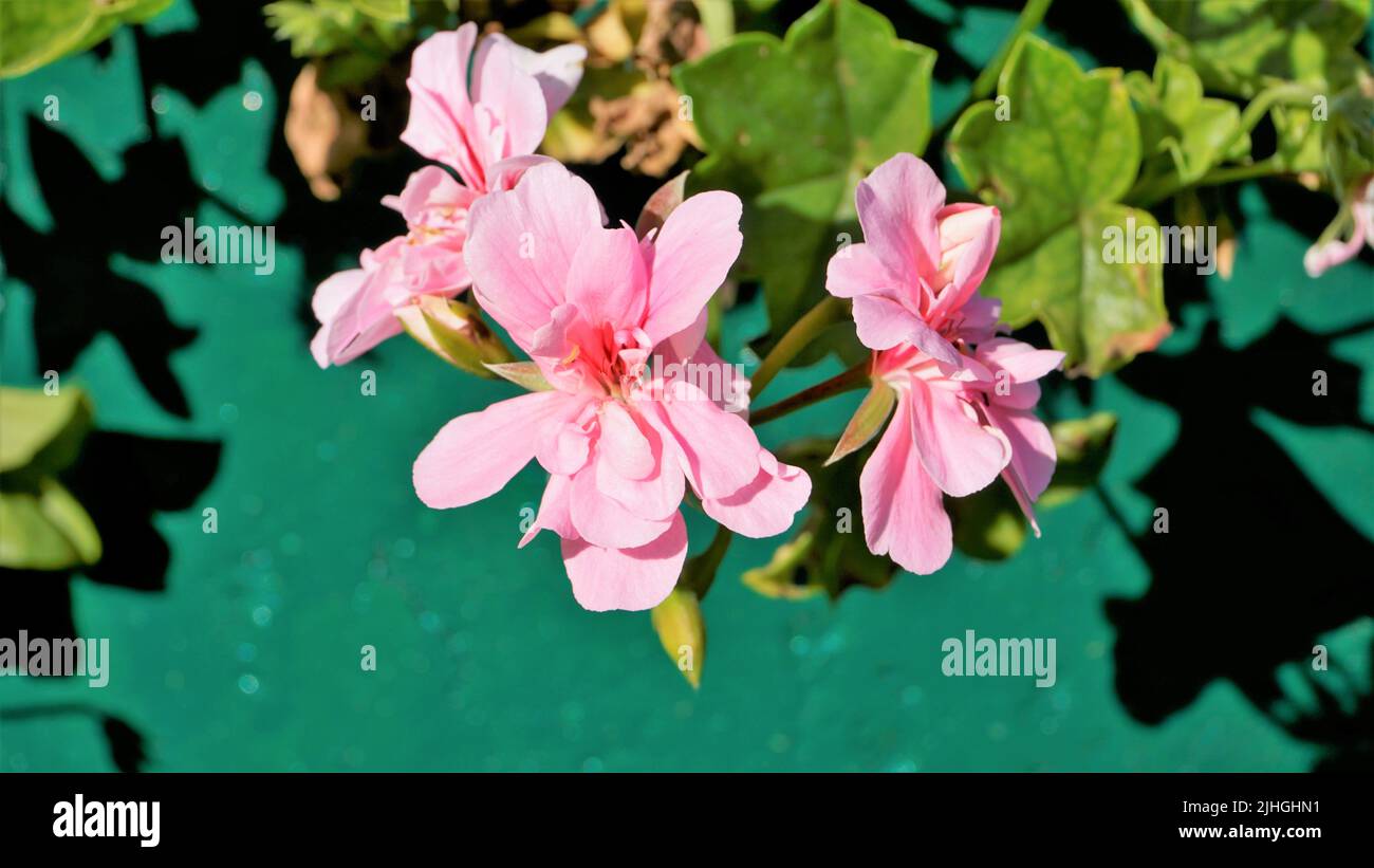 Closeup of beautiful rose color flowers of Pelargonium peltatum also ...