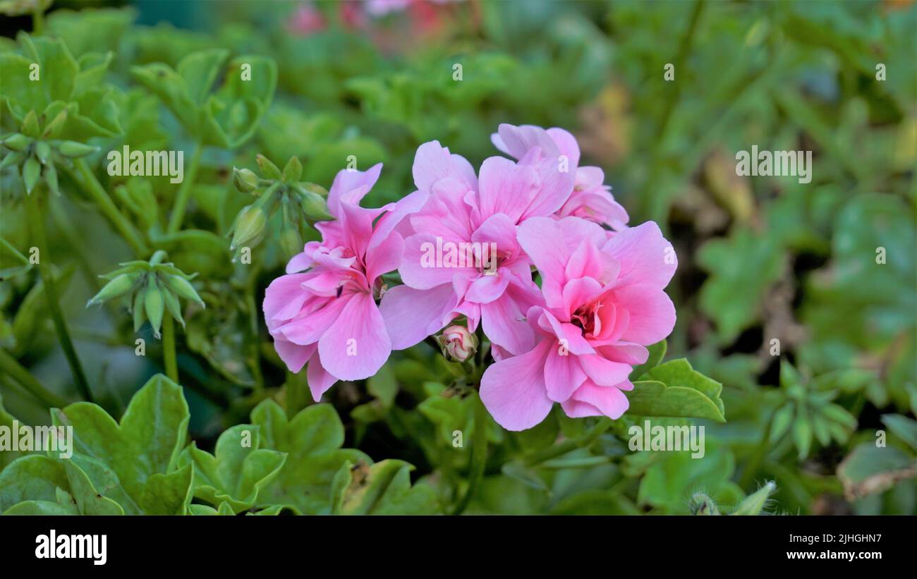Closeup of beautiful rose color flowers of Pelargonium peltatum also ...