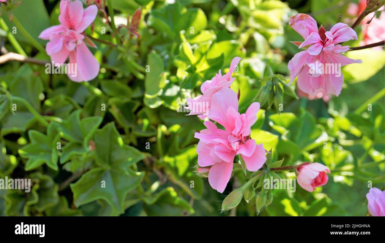 Closeup of beautiful rose color flowers of Pelargonium peltatum also ...