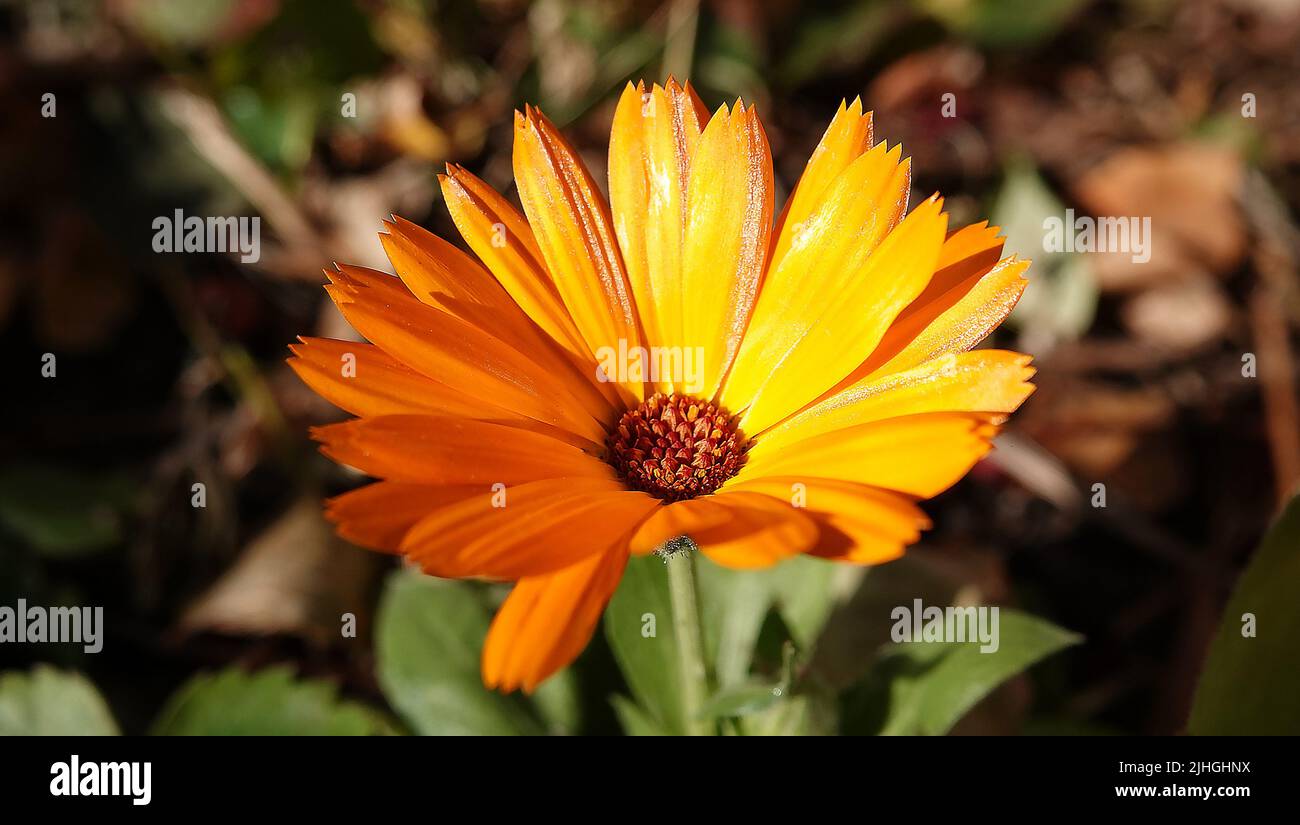 Calendula officinalis flower is a perennial herb belonging to the ...