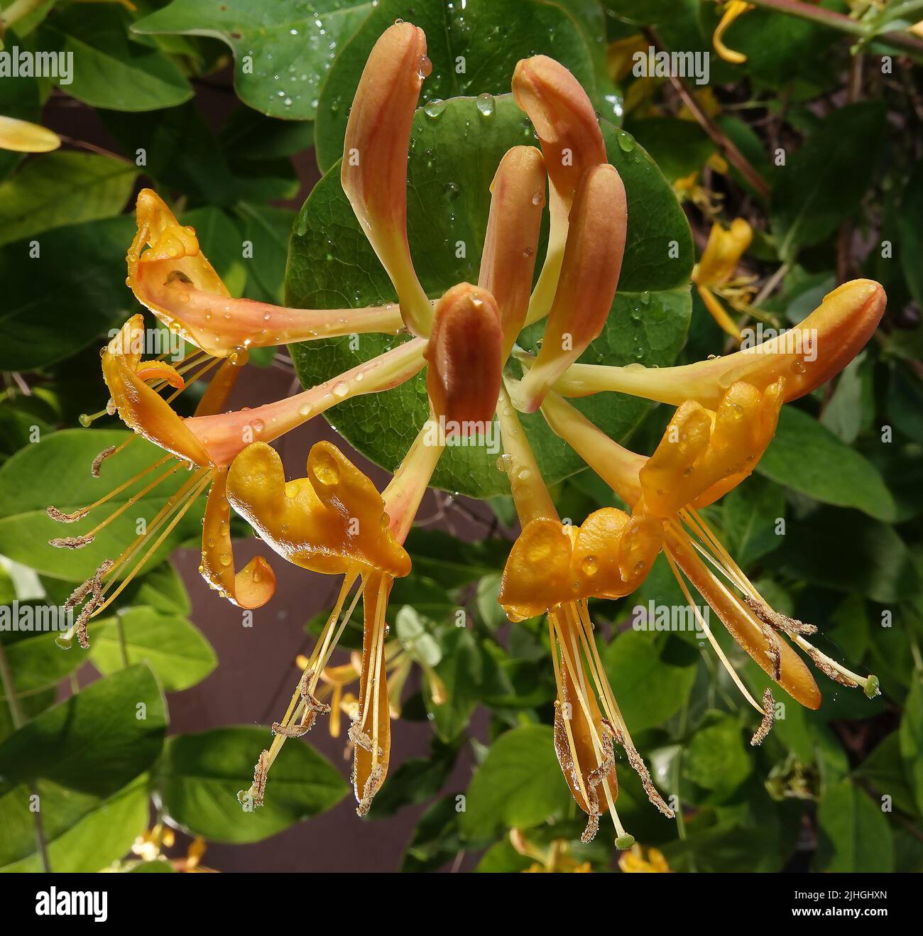 Flowers Curly honeysuckle is a climbing shrub, honeysuckle family Stock ...