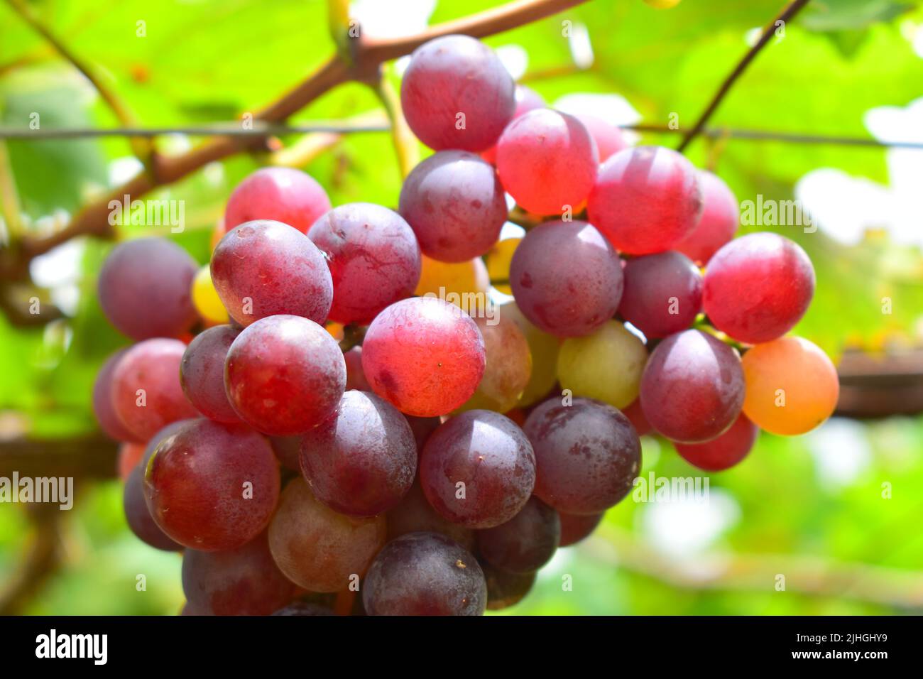 Organic Grape Farm in Cumbum Stock Photo - Alamy