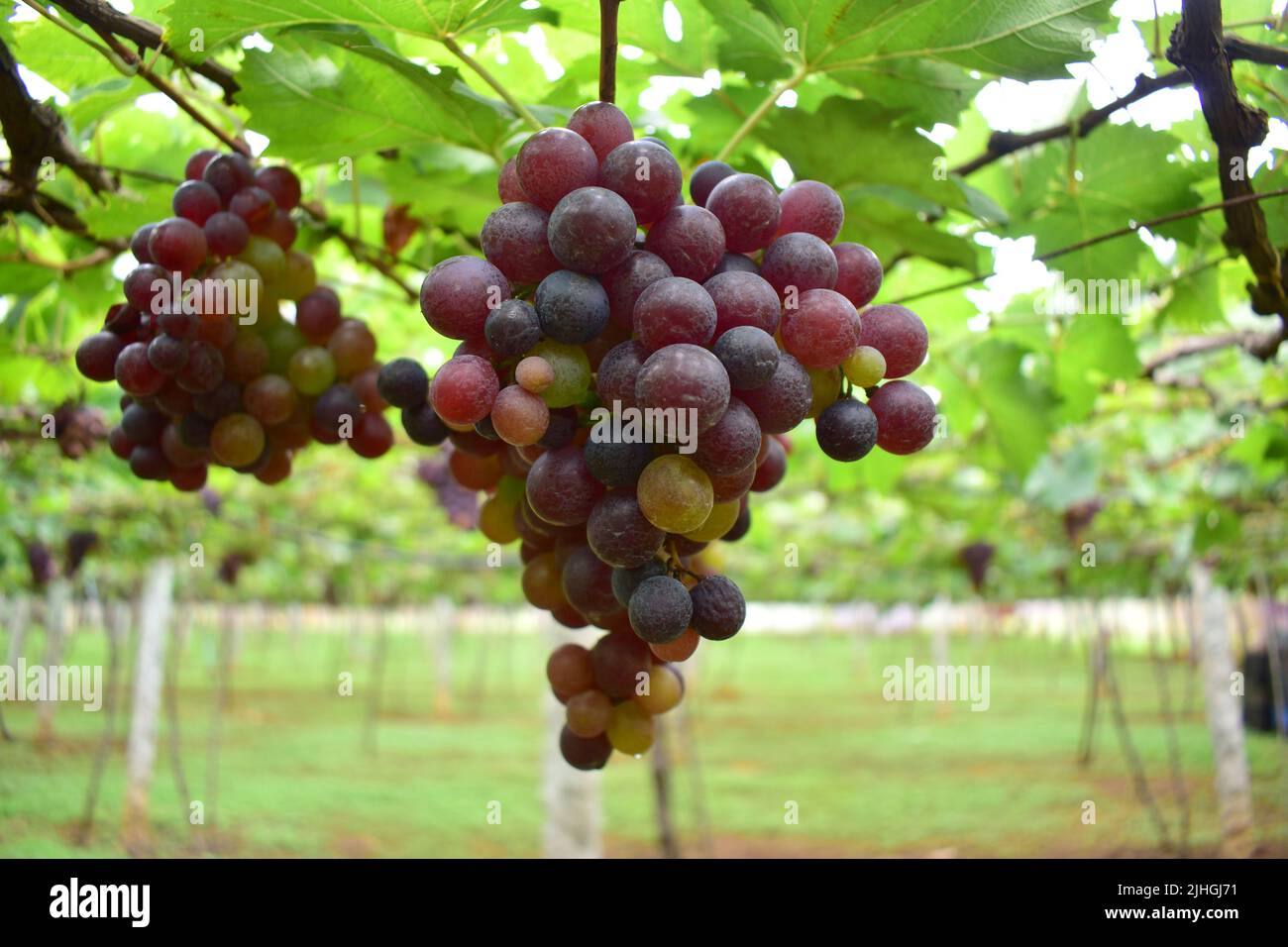 Organic Grape Farm in Cumbum Stock Photo - Alamy