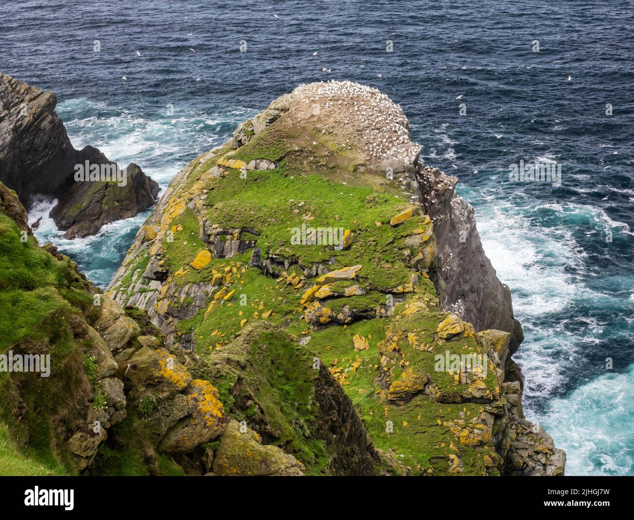 Northern Gannets nesting at Hermaness, Unst, Shetland, Scotland, UK ...