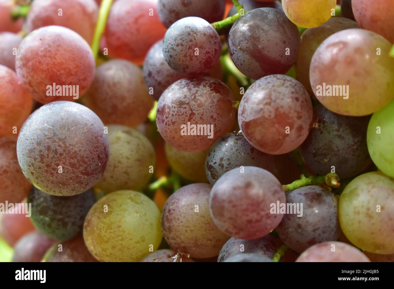 Organic Grape Farm in Cumbum Stock Photo - Alamy
