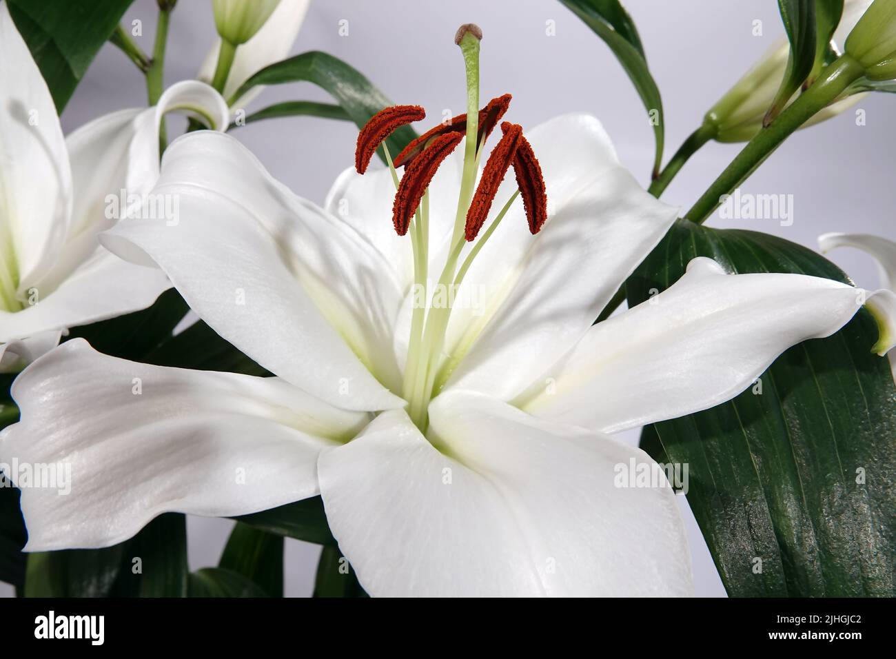 Flowers White lily is a perennial herbaceous plant of the Liliaceae ...